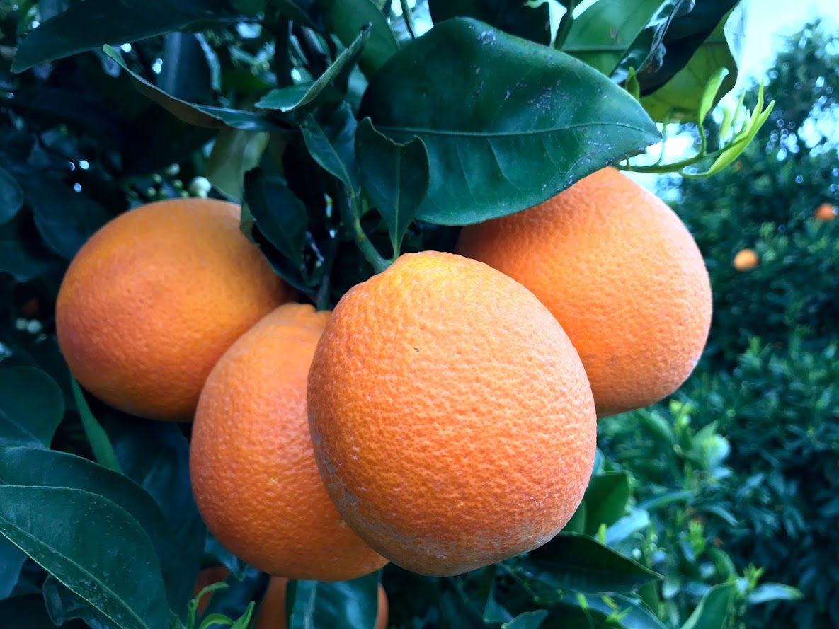 Il Tarocco siciliano: l’innovazione varietale al servizio del mercato ...